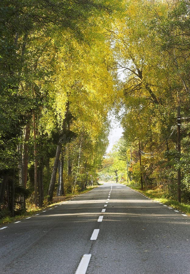 Forest road stock photo. Image of soft, perspective, landscape - 2071526