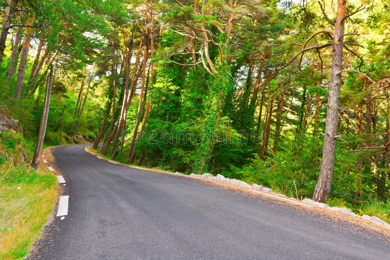 Forest Road stock image. Image of plant, ecology, europe - 37613495