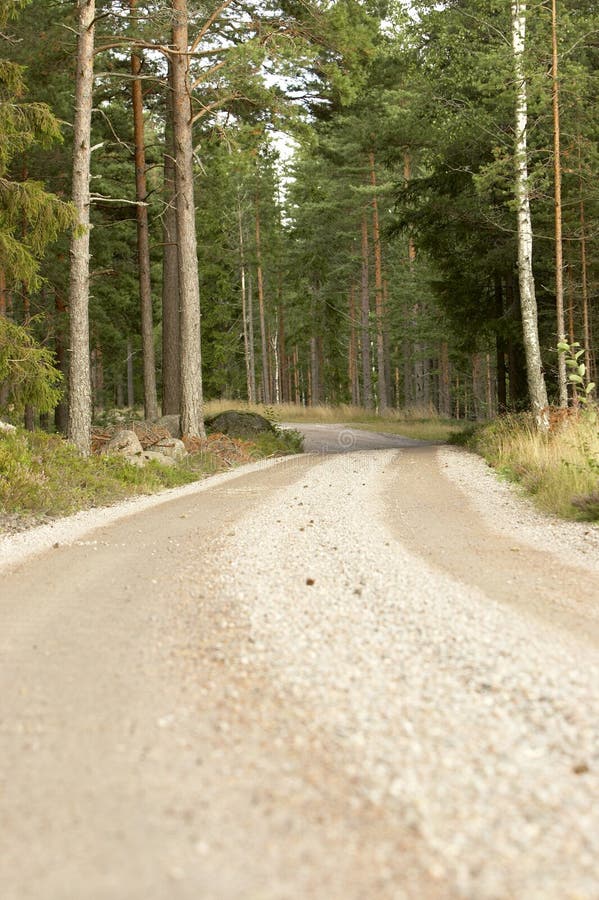 Forest road stock image. Image of woodland, passage, location - 377365