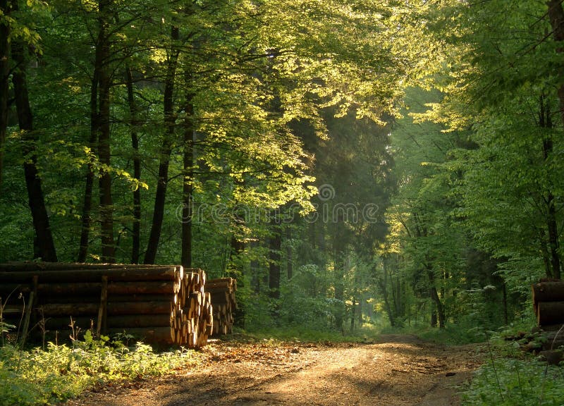 Forest road stock image. Image of spring, leaves, nature - 5357721