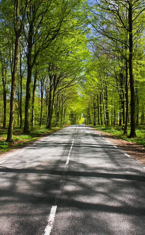Spring road stock image. Image of forest, colour, lines - 1712393