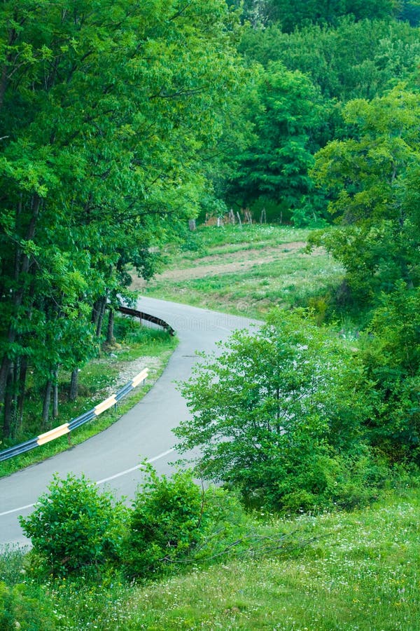 Forest road stock image. Image of scenic, summer, remote - 5818067