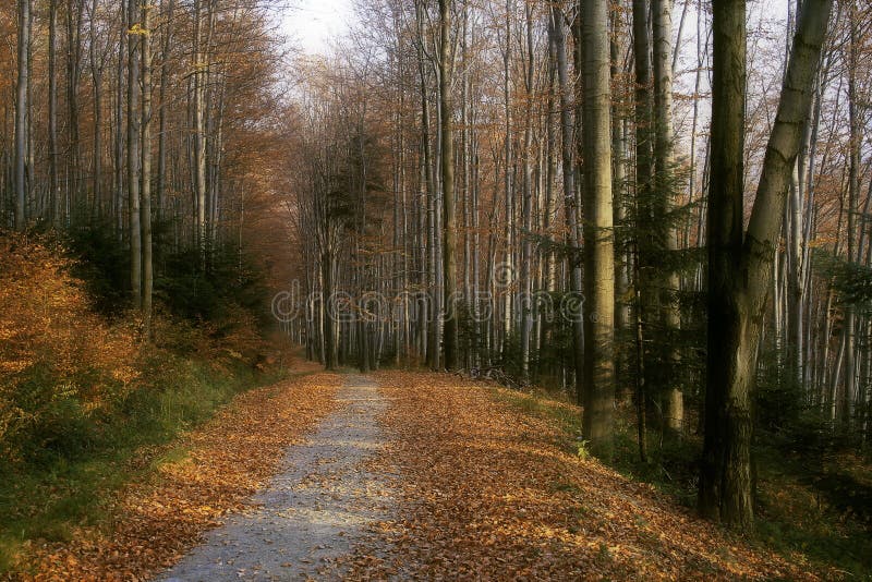 Forest road stock image. Image of natural, autumn, outdoor - 6298679