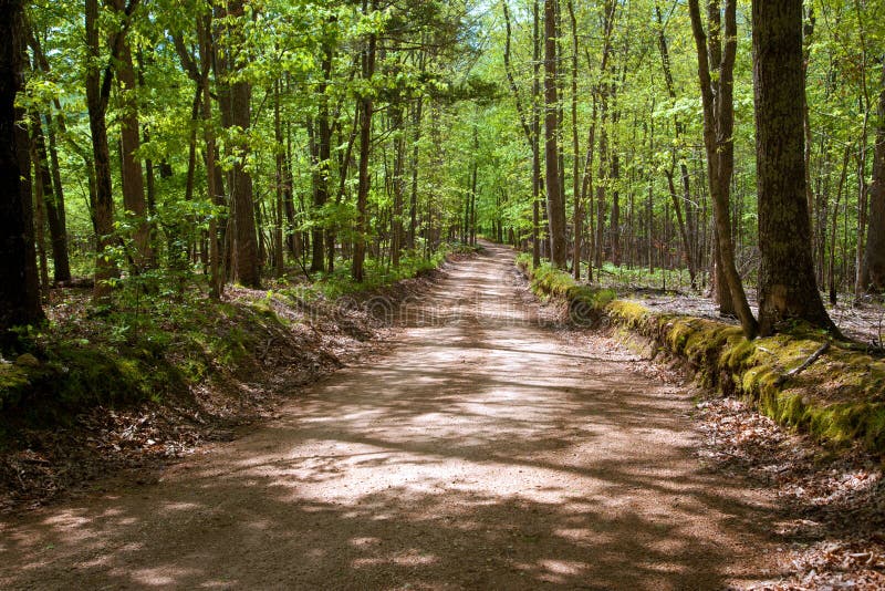 Forest Road stock image. Image of rural, outdoors, shadows - 77558239