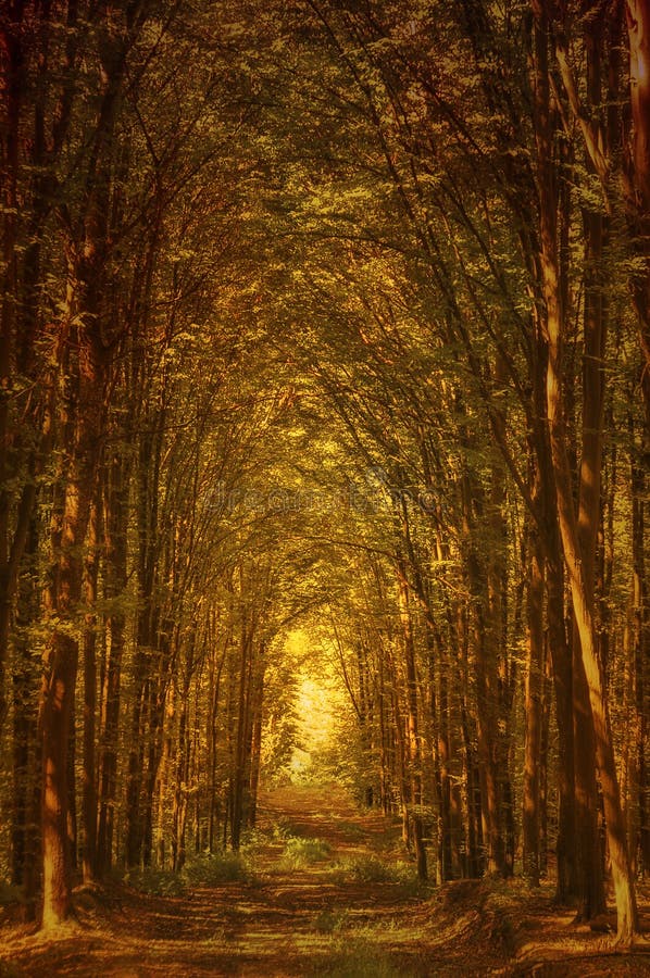 Forest Road Arch of Tree Branches in the Autumn Forest. Stock Photo ...