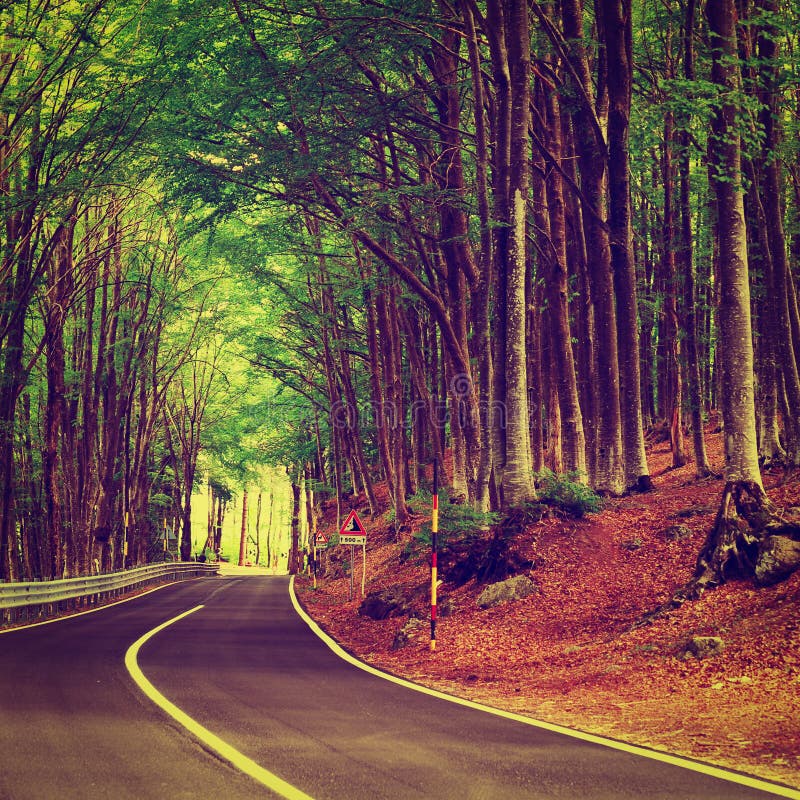 Forest Road stock photo. Image of forest, ecology, line - 39775746