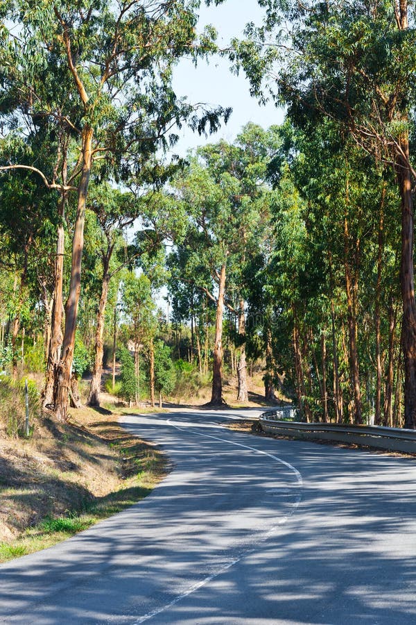 Forest Road stock photo. Image of lonely, countryside - 35724572