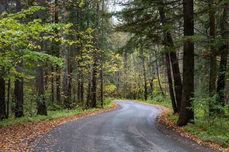Forest Road. Asphalt Tape Winds between Trees Stock Image - Image of ...