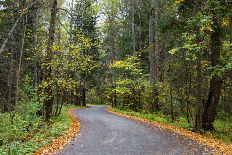 Forest Road. Asphalt Tape Winds between Trees Stock Photo - Image of ...