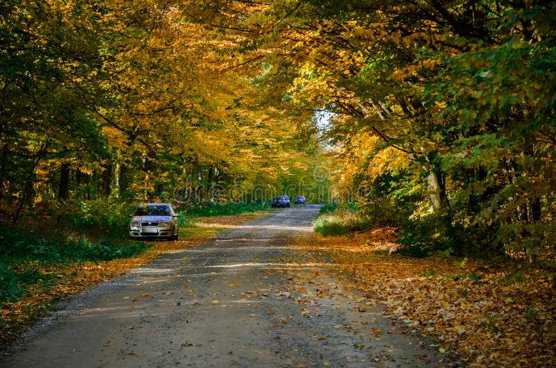 Forest Road on the Background of Autumn Foliage Stock Photo - Image of ...