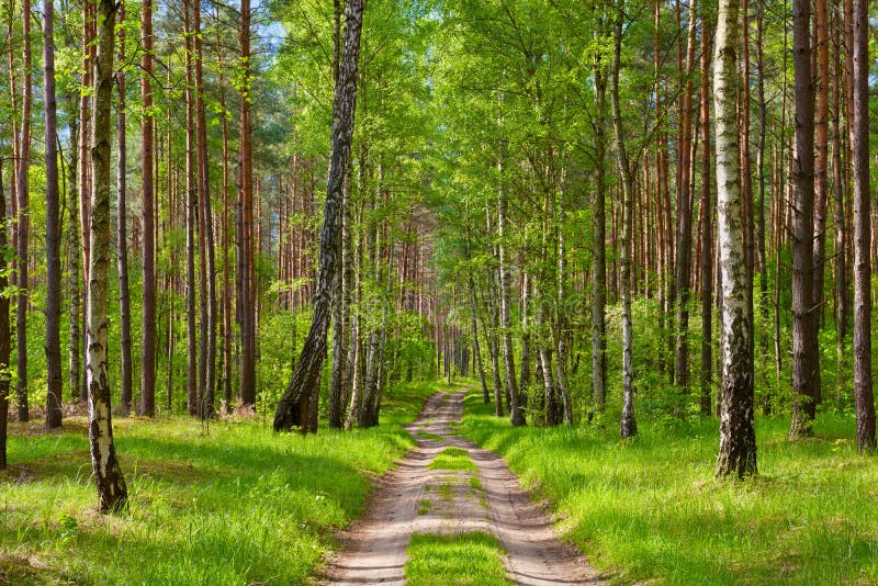 Forest Road. Beautiful Wallpaper. Stock Photo - Image of landscape ...