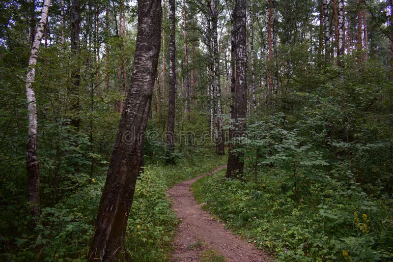 Forest Road. Birch Grove. Deciduous Trees Densely Fill the Space Stock ...