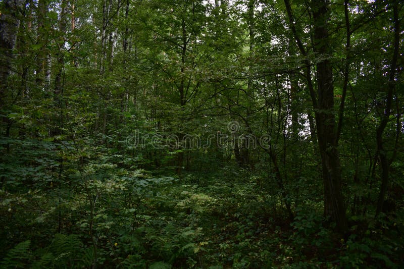 Forest Road. Birch Grove. Deciduous Trees Densely Fill the Space Stock ...
