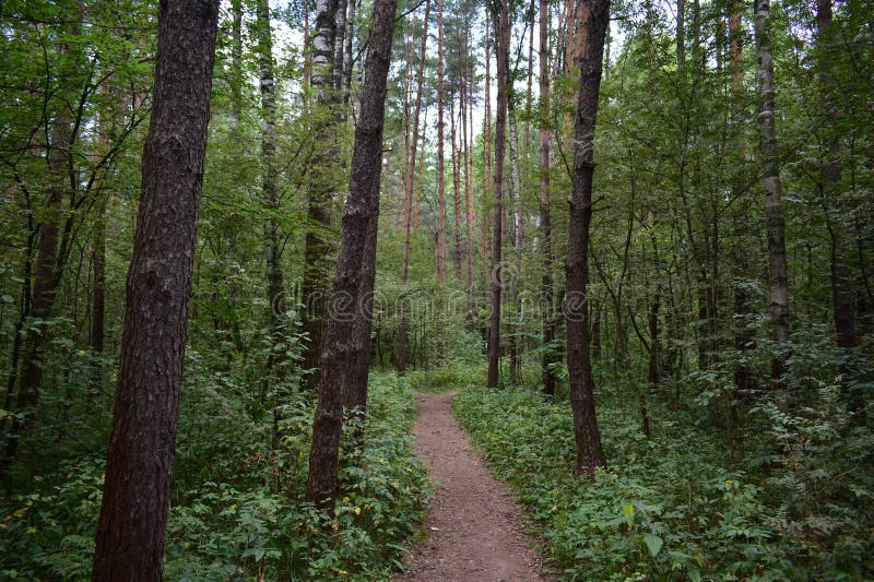 Forest Road. Birch Grove. Deciduous Trees Densely Fill the Space Stock ...