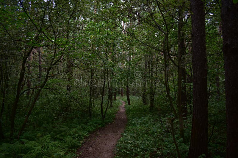 Forest Road. Birch Grove. Deciduous Trees Densely Fill the Space Stock ...