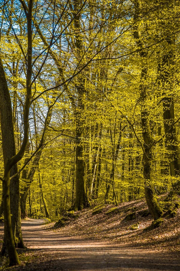 Forest and the Road in Bright Sunny Day Stock Photo - Image of light ...