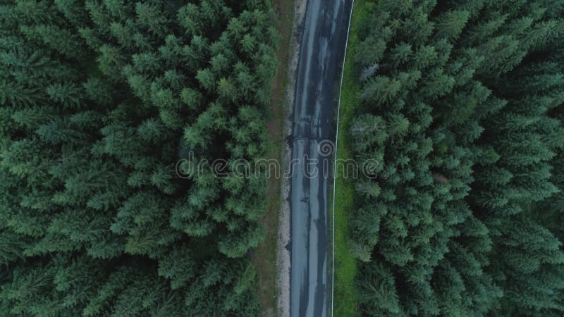 Forest Road with Car. Car Ride in Forest View from Summer. Road between ...