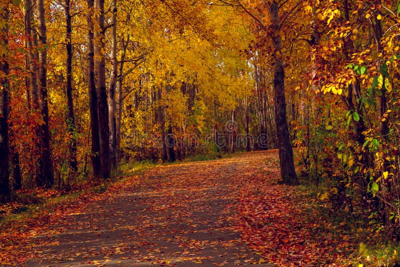 Forest Road Covered with Fallen Autumn Leaves Stock Image - Image of ...