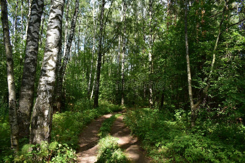 Forest Road. Deciduous Trees. Birch Grove Stock Photo - Image of forest ...