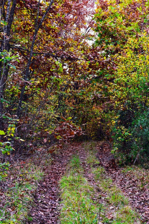 Forest Road. a Road through a Dense Deciduous Forest Stock Image ...