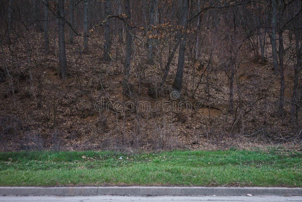 Forest by the road stock image. Image of ground, undergrowth - 371920691