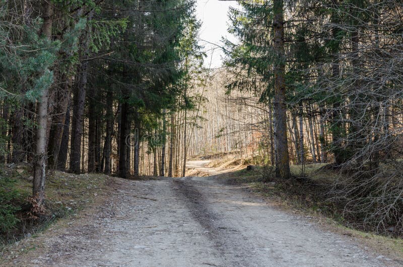 Forest road stock image. Image of green, road, landscape - 71925177