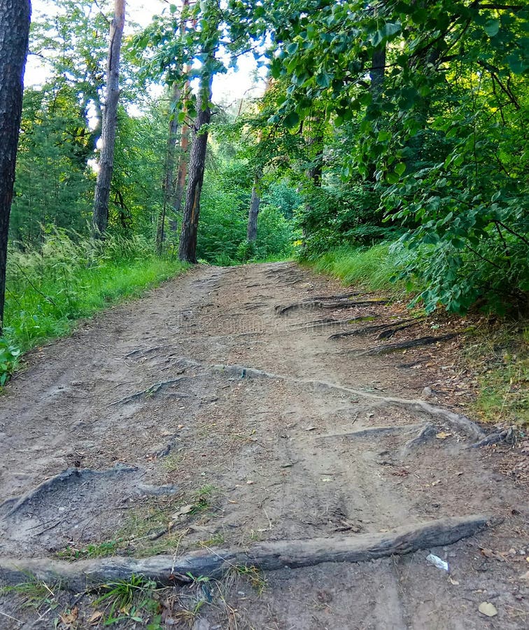 Forest Road Dotted with Tree Roots Stock Image - Image of road, dotted ...