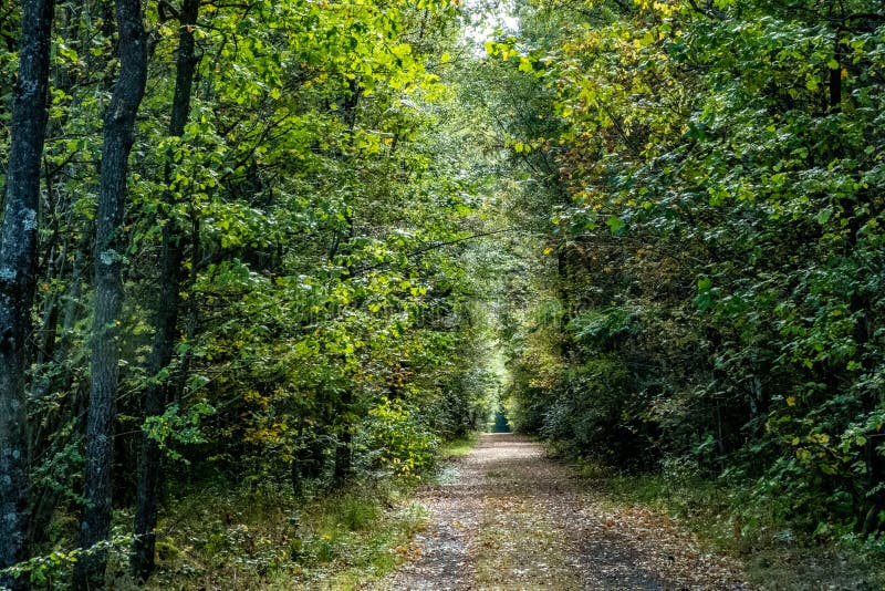 Forest Road Surrounded by Tall Trees in the Afternoon Light Stock Image ...