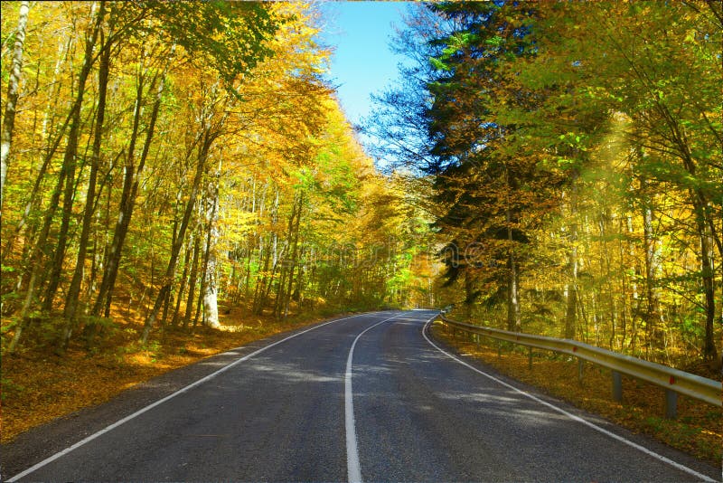 Forest road stock image. Image of landscape, road, rural - 46199451