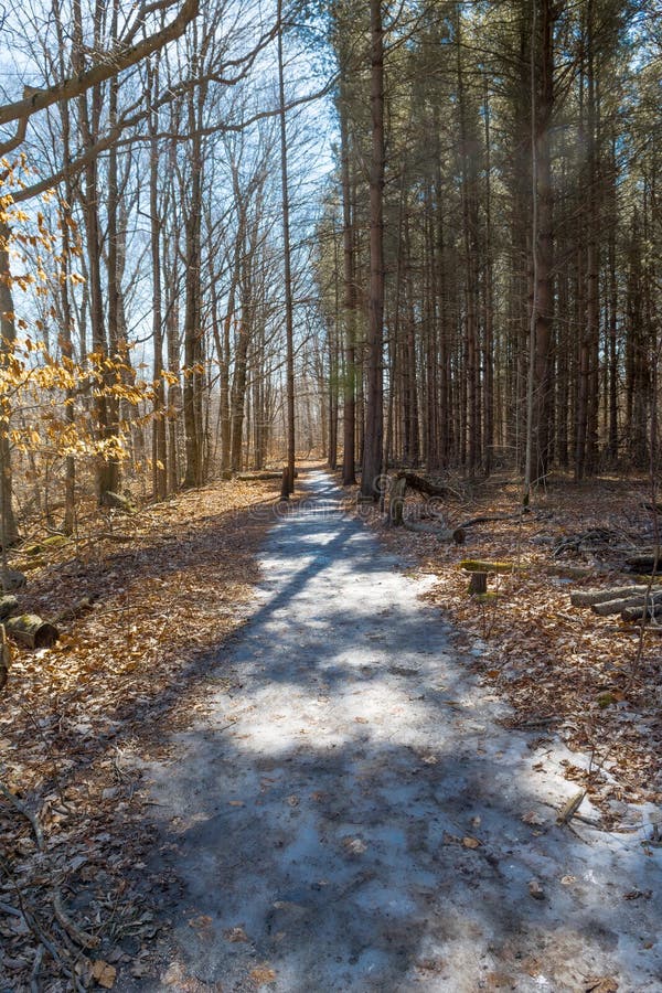 Forest Road Covered with Ice in Early Spring Stock Photo - Image of ...