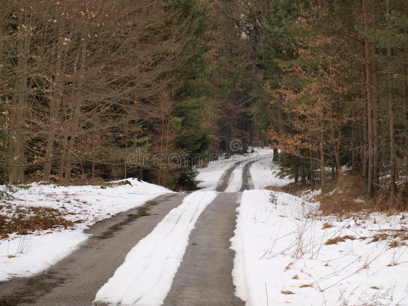 Forest Road at the End of Winter Stock Image - Image of trees, snow ...