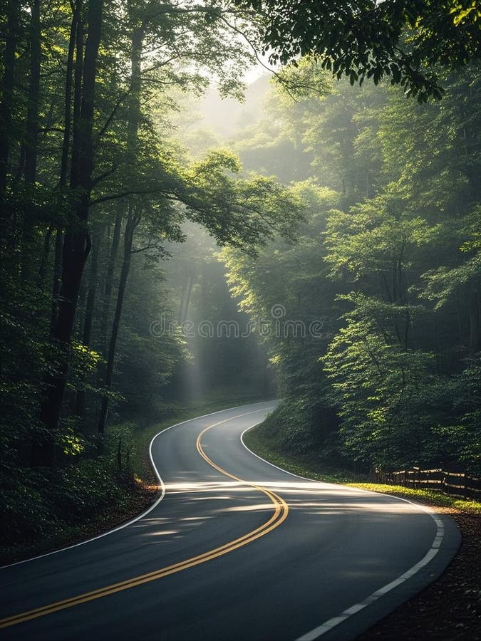 The Forest Road Extends into the Distance, Surrounded by Pine Trees on ...