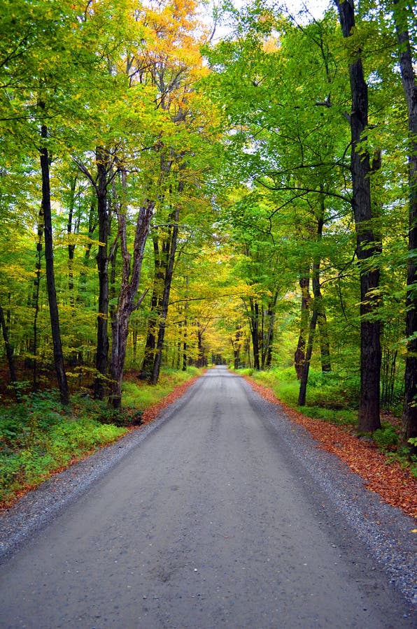 Forest Road in Fall stock photo. Image of road, colors - 102523118