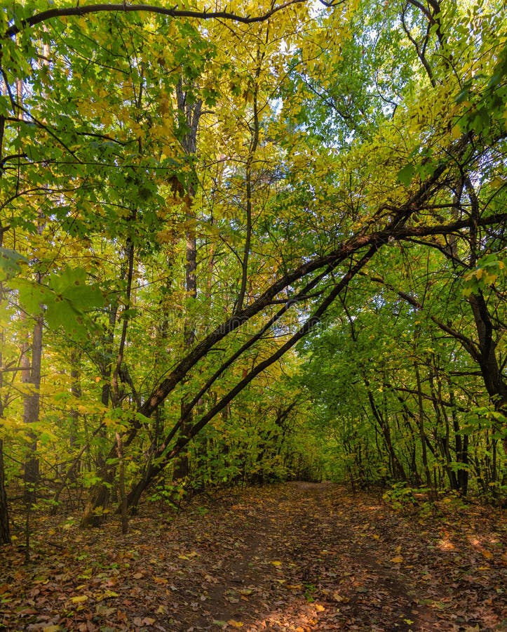 Forest Road with Fallen Leaves Stock Photo - Image of peaceful, lush ...