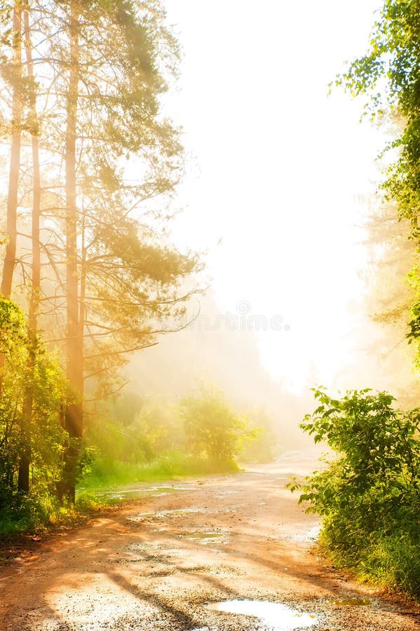 Forest road in the fog stock photo. Image of light, rural - 28476988