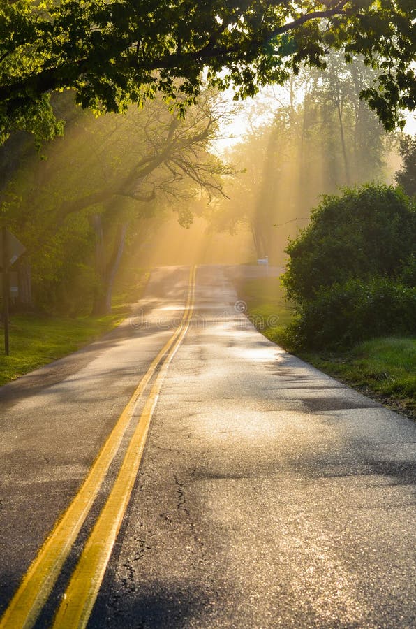 Asphalt Road In The Forest Early Misty Morning Stock Photo - Image of ...