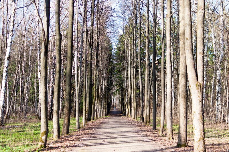 Forest Road Goes into the Distance among the Pines. Stock Photo - Image ...