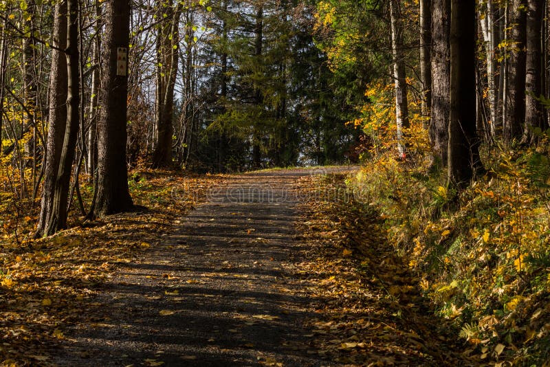 Forest Road Going through Pine Forest Stock Image - Image of meadow ...