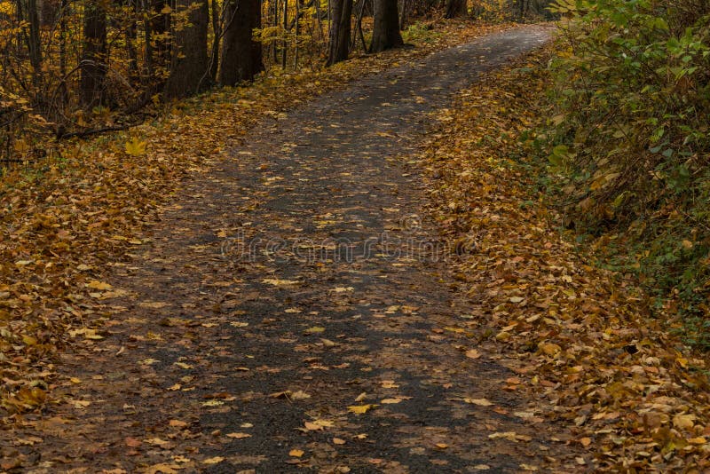 Forest Road Going through Pine Forest Stock Image - Image of tree ...