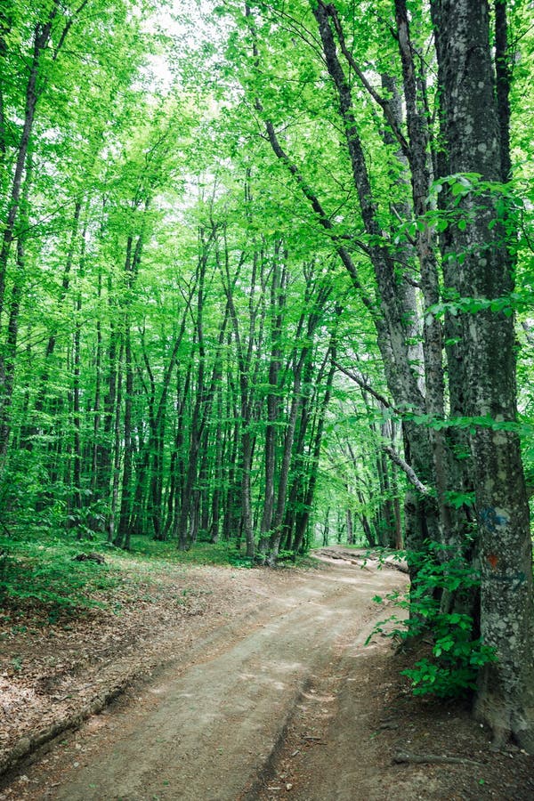 Empty Forest Road in Green Leafy Forest Stock Image - Image of rain ...