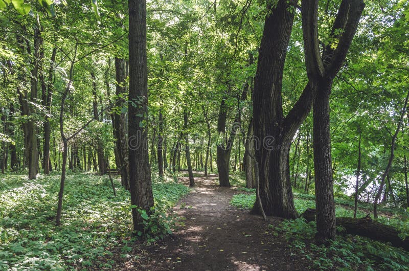 Forest Road with Green Trees/forest Path Overgrown with Trees Stock ...
