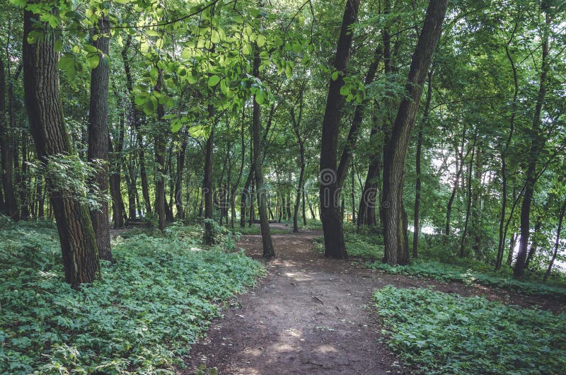 Forest Road with Green Trees/forest Path Overgrown with Trees Stock ...