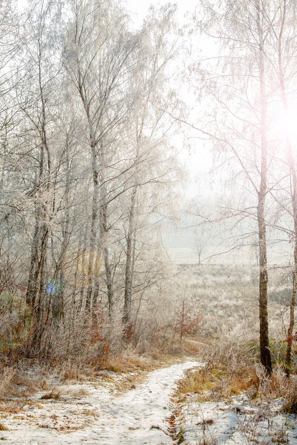 Forest road and icy trees stock image. Image of deciduous - 104171835