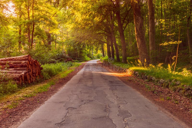 Forest Road in Jutland Denmark Around Sunset Stock Image - Image of ...