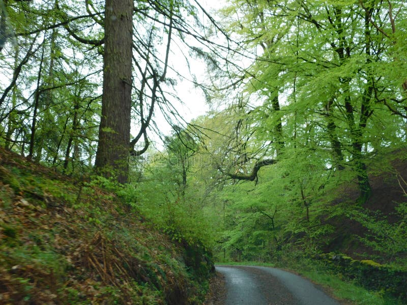 A Forest Road in the Lake District Lined with Trees and Shrubbery Stock ...