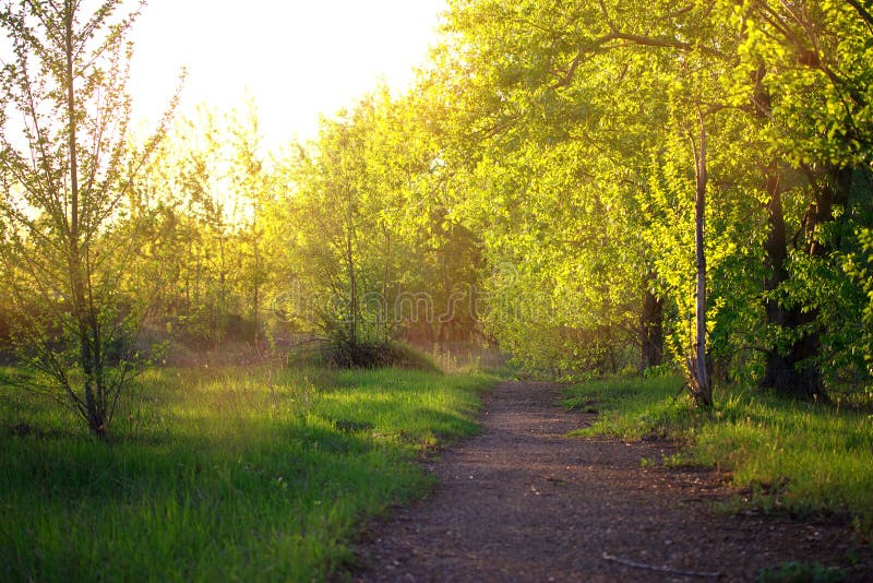 Forest road. Landscape stock image. Image of plain, reflection - 84530435