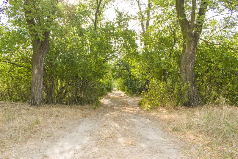 In the Forest, the Road that Leads To the Distance Stock Image - Image ...