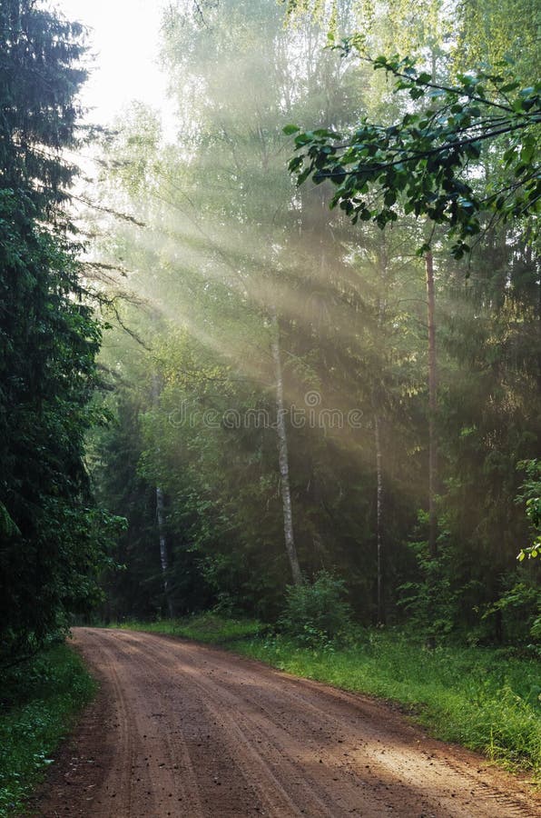 Pine forest stock photo. Image of shadow, sand, brown - 14722194