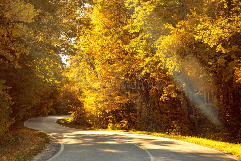 Forest Road in the Middle of the Fall Autumn Tree Park Stock Photo ...