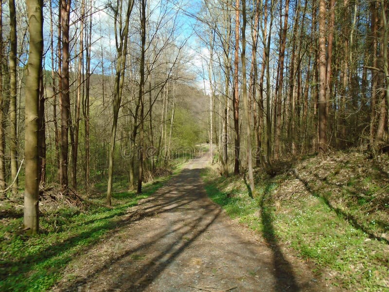 Forest Road in the Middle of a Forest Stock Image - Image of light ...